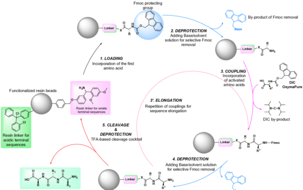 How Are Peptides Made? A Behind-the-Scenes Look – Plat Pharma